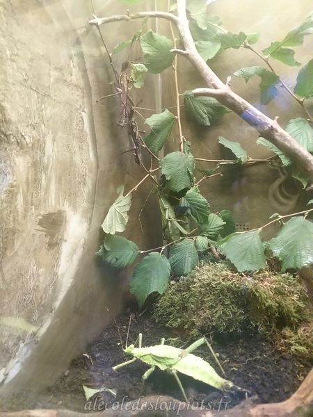 Notre visite de Micropolis, la cité des insectes