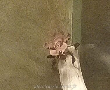 Notre visite de Micropolis, la cité des insectes