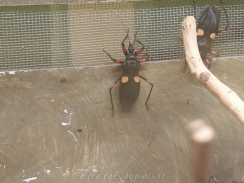 Notre visite de Micropolis, la cité des insectes