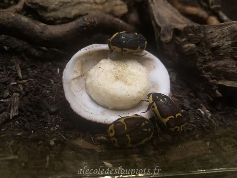 Notre visite de Micropolis, la cité des insectes