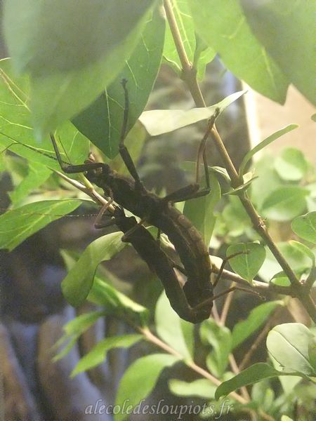 Notre visite de Micropolis, la cité des insectes