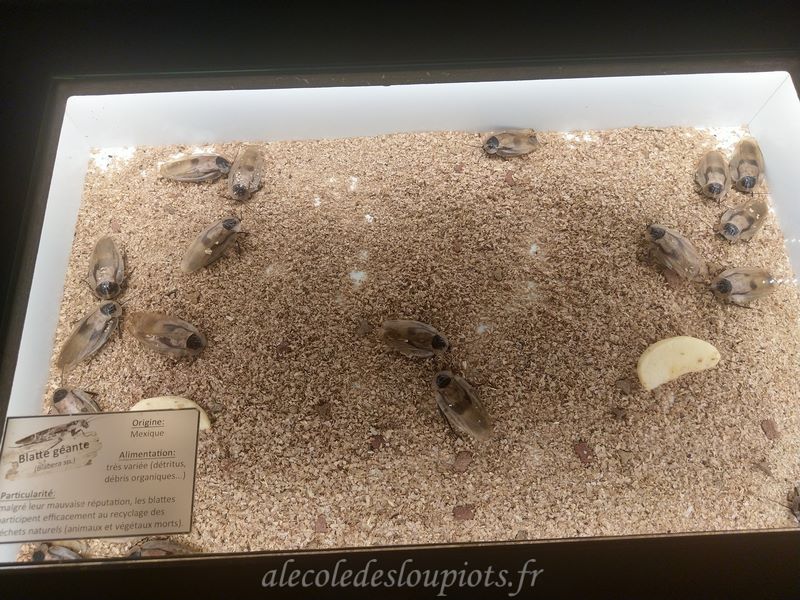 Notre visite de Micropolis, la cité des insectes