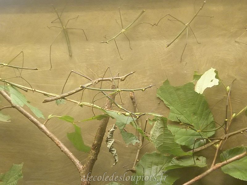 Notre visite de Micropolis, la cité des insectes