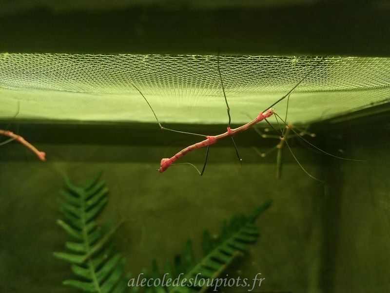 Notre visite de Micropolis, la cité des insectes