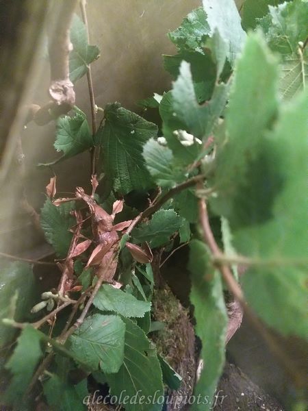 Notre visite de Micropolis, la cité des insectes