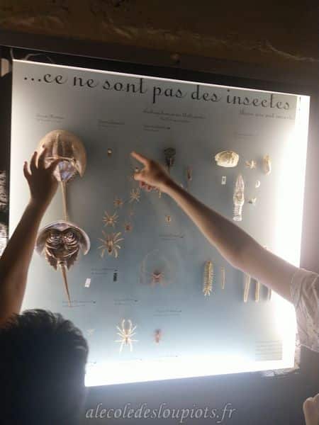 Notre visite de Micropolis, la cité des insectes